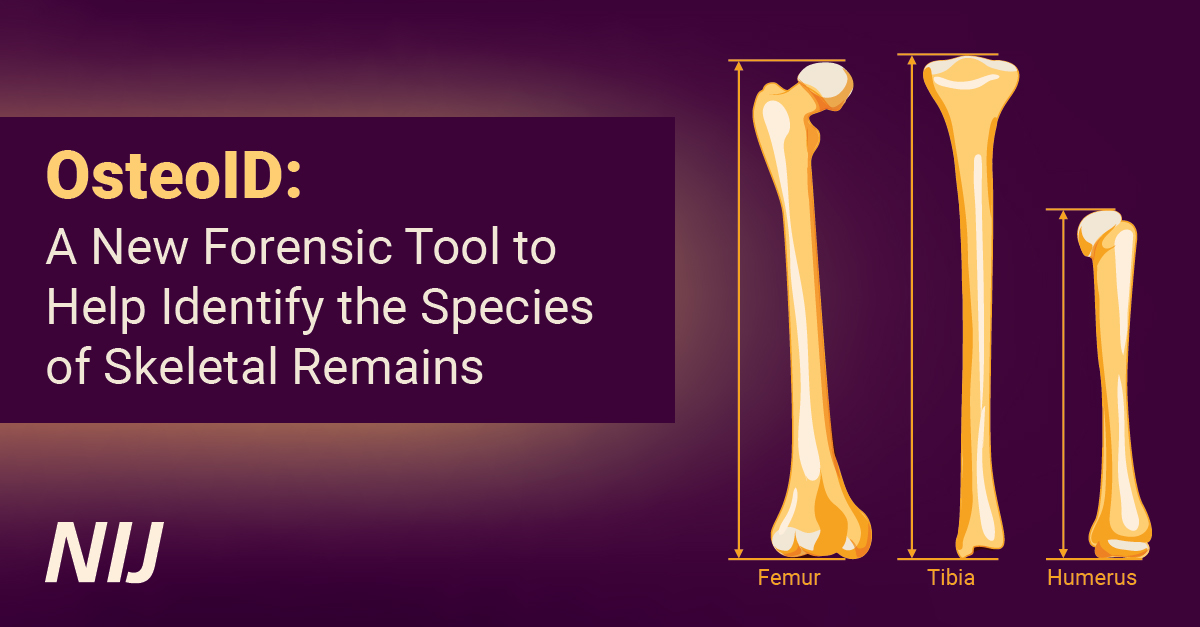 OsteoID: A New Forensic Tool to Help Identify the Species of Skeletal Remains | National ...